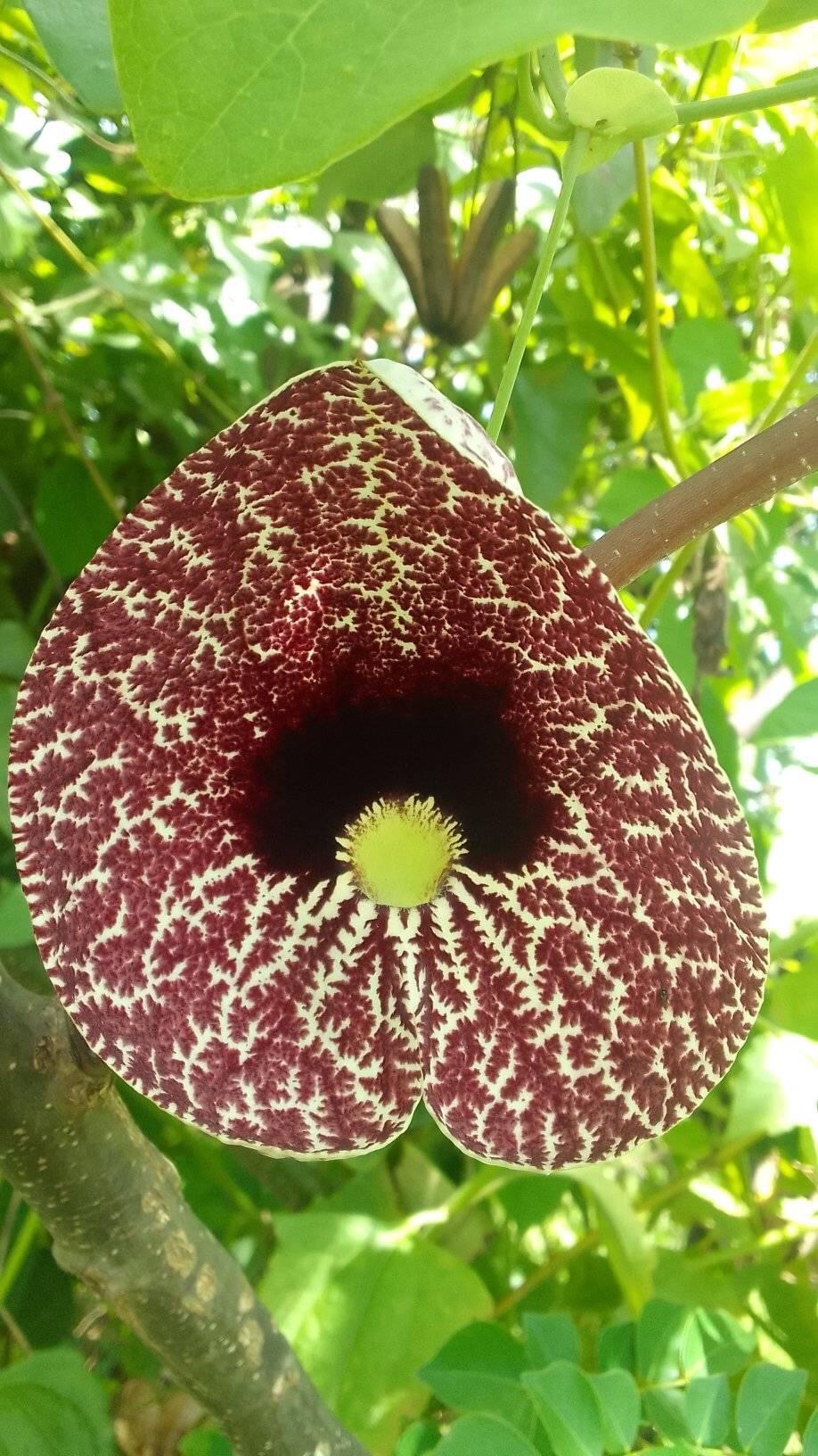 Duck Flower (5 medium FLOWER PACK) - NATURE`S PHARMACY MABONENG SOUTH ...