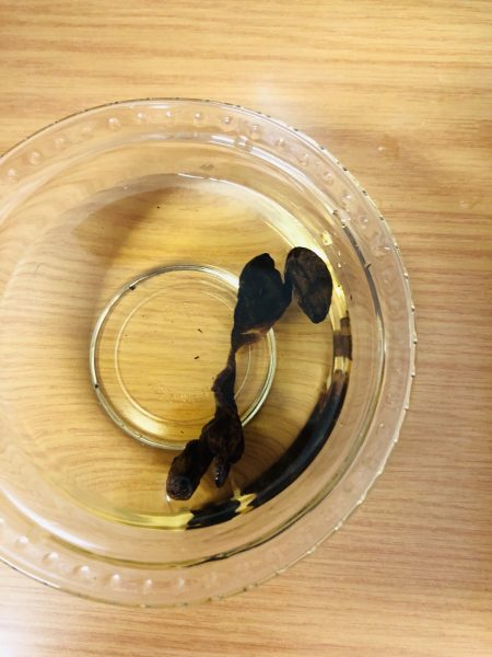 Duck Flower (5 medium FLOWER PACK) - NATURE`S PHARMACY MABONENG SOUTH ...